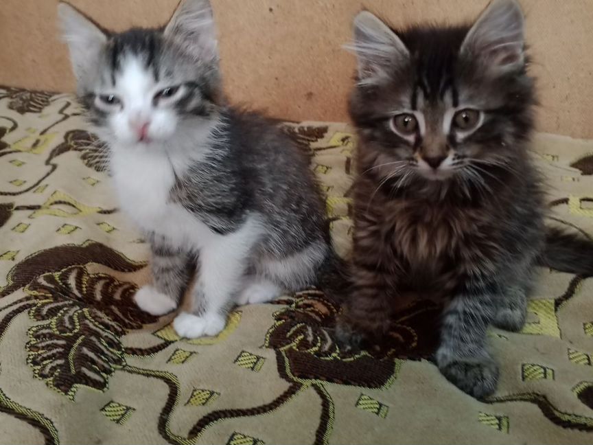 Котята в добрые руки бесплатно