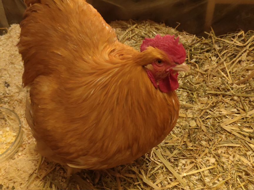 Орпингтон петух