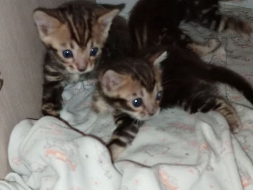 Бенгальские котята мрамор