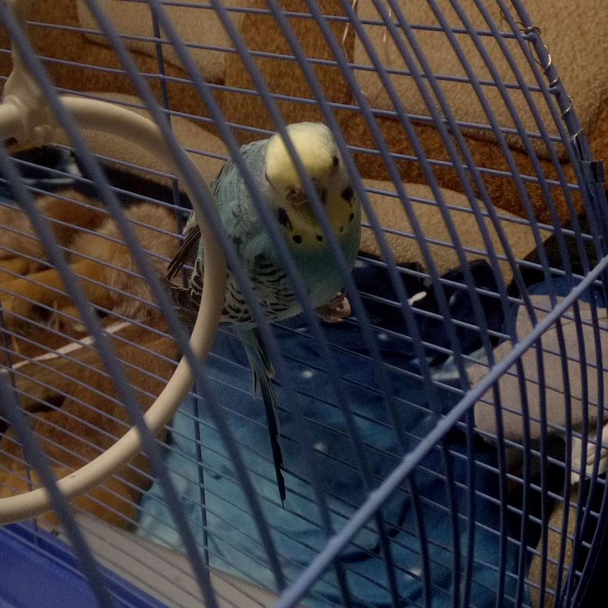 Волнистый попугай