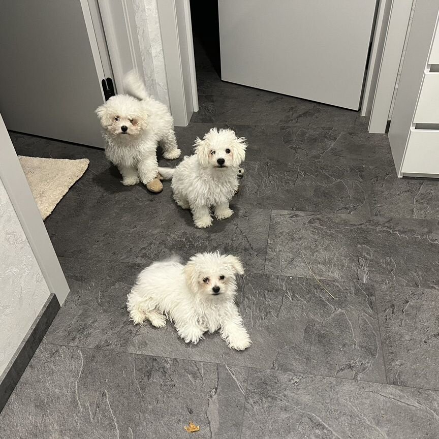 Щенок болоньез