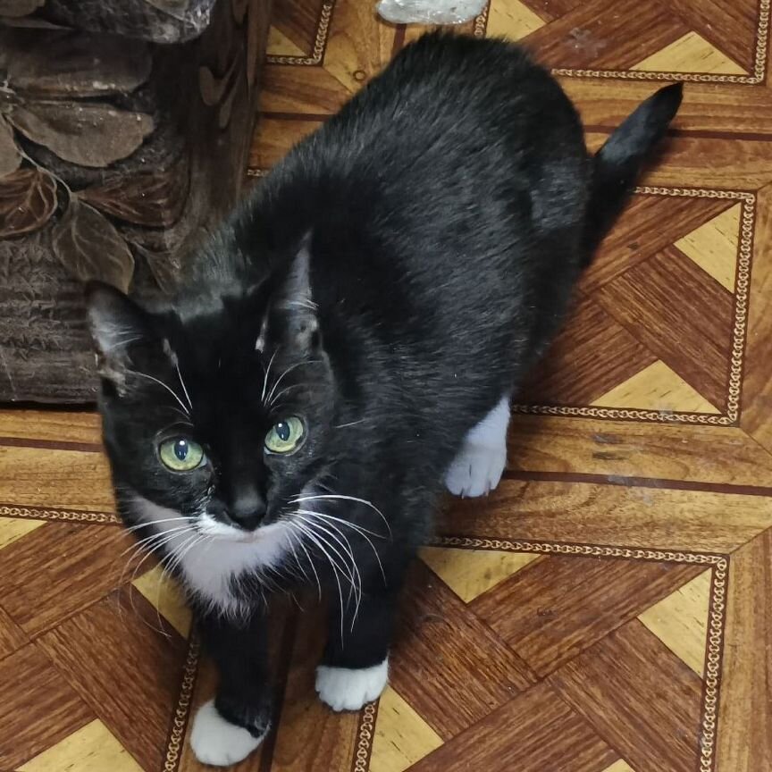 Взрослая, кошка в добрые руки