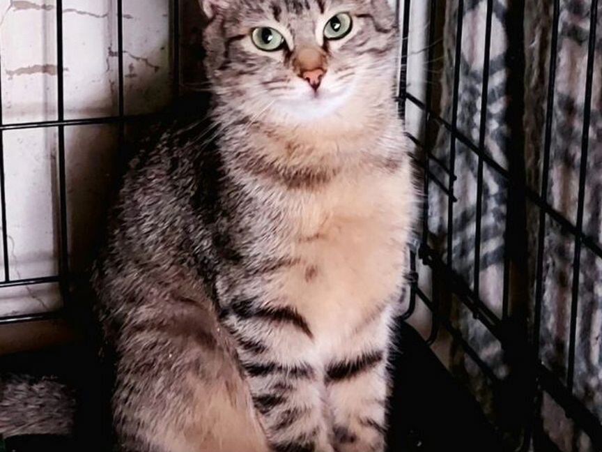 Кошка
