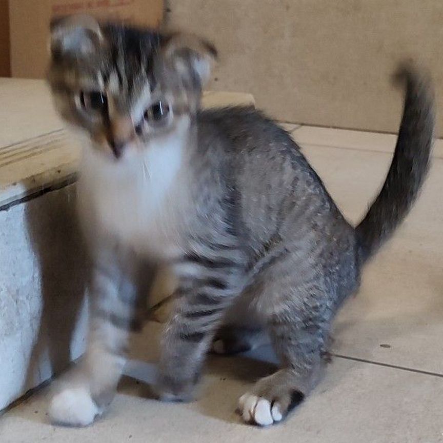 Вислоухий котенок серый