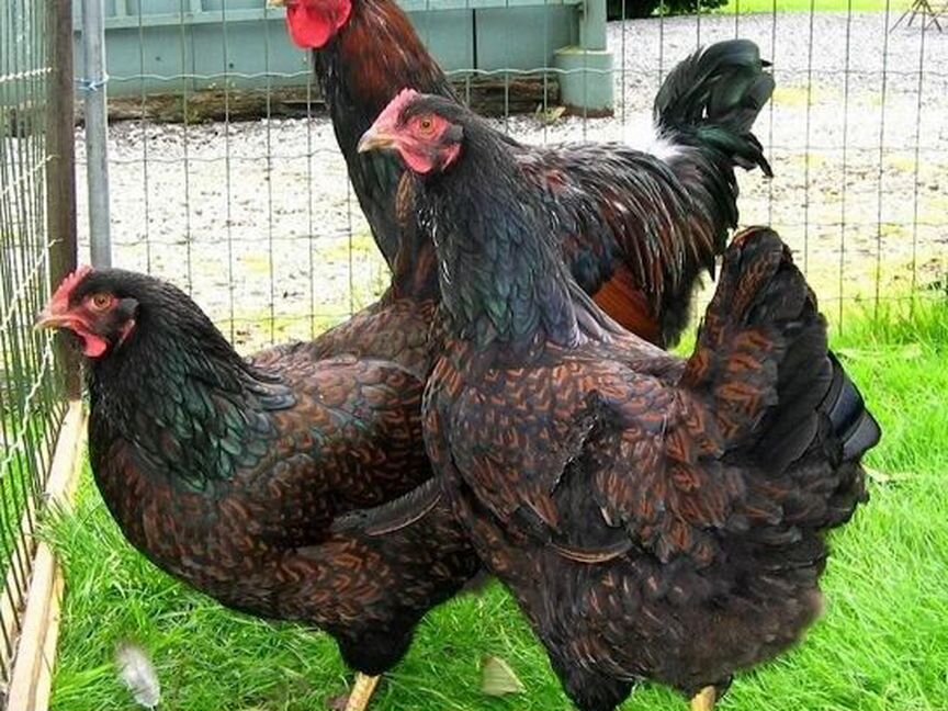 Куры барневельдер