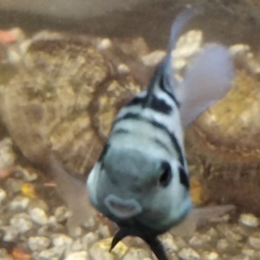 Аквариумные рыбки