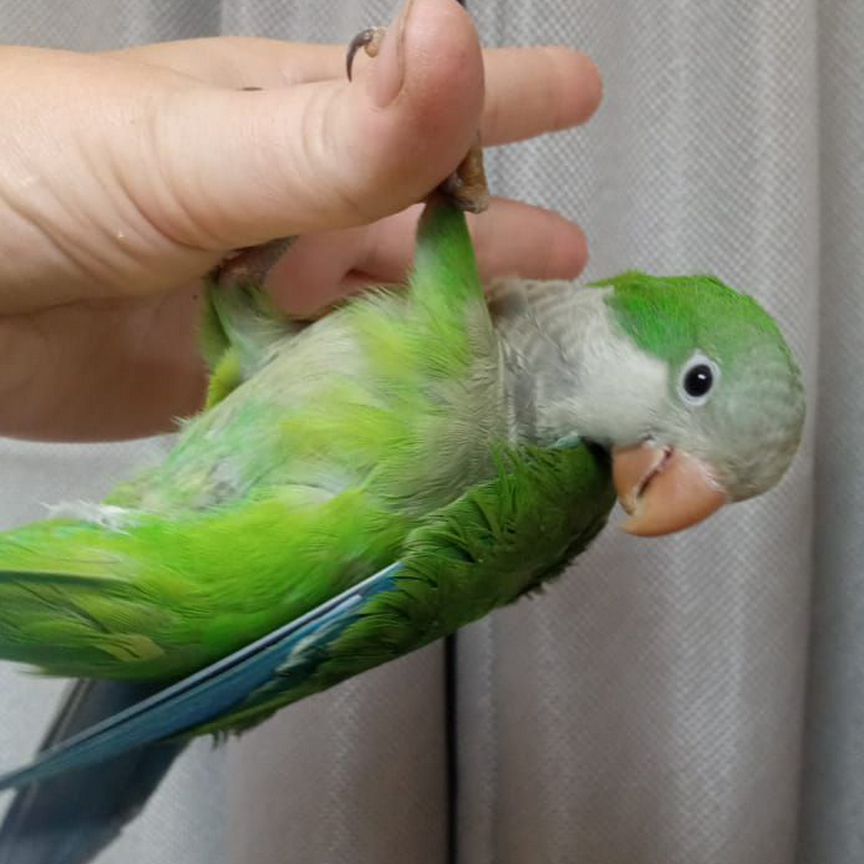 Птенцы попугай монах квакер ручной,говорящий