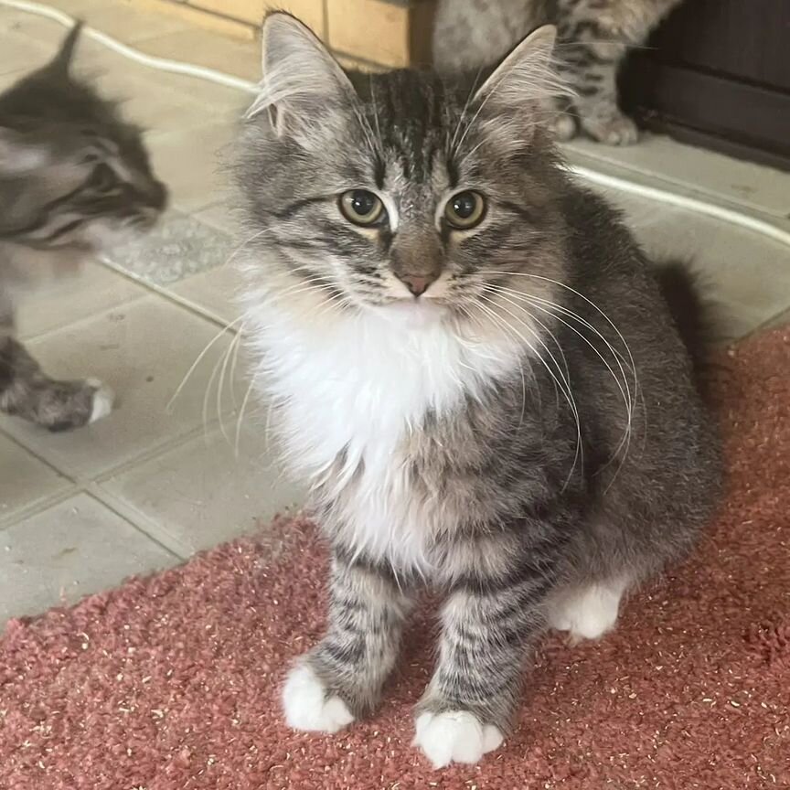 Сибирский котёнок