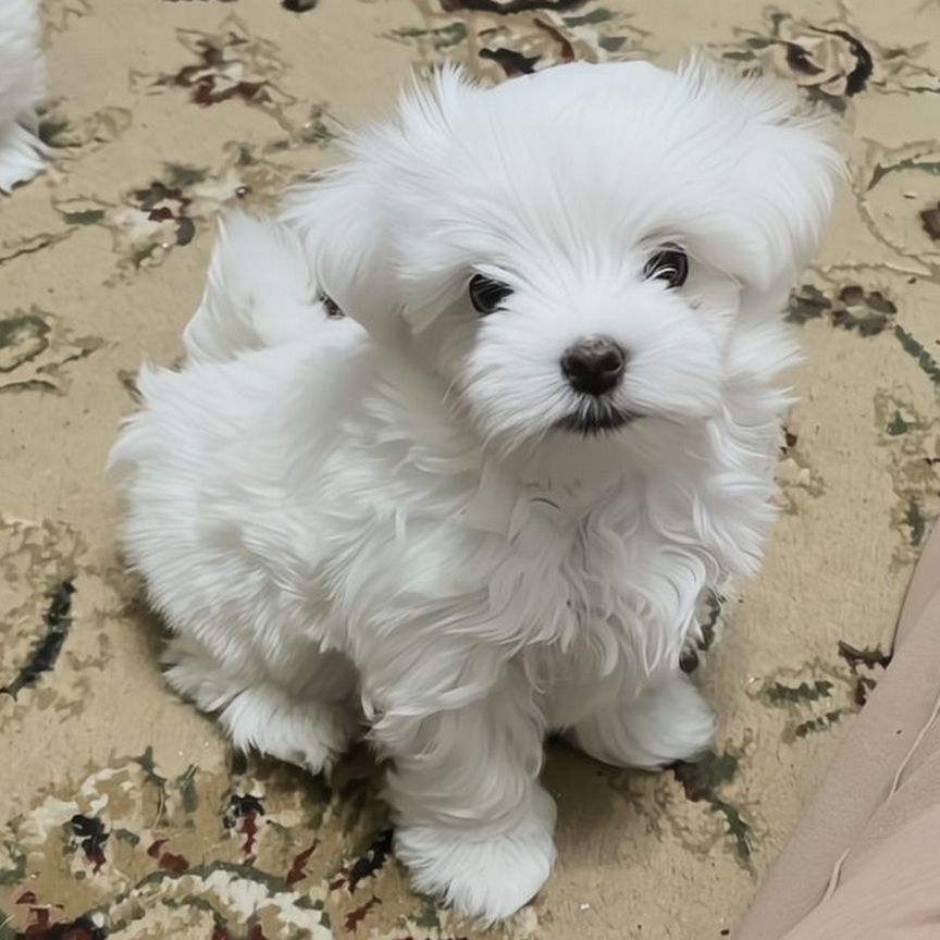 Мальтийская болонка, щенок