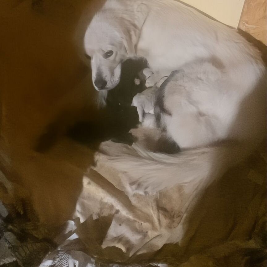 Мареммо-абруццкая овчарка, щенок