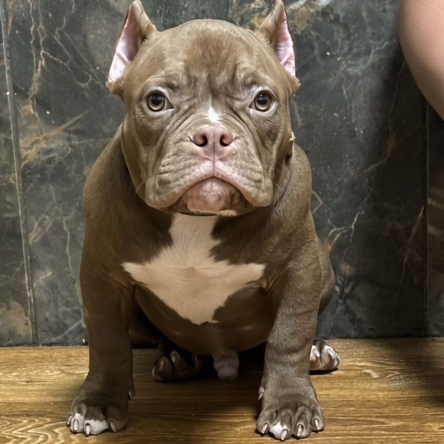 Американский булли, щенок