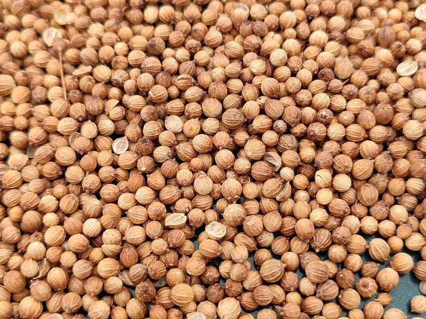 Кориандр, ячмень Яровой, зелёная чечевица