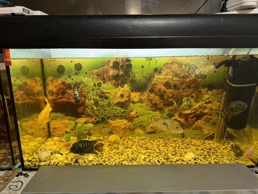 Аквариум с рыбками