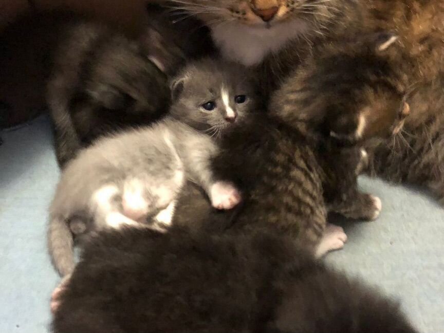 Кошки