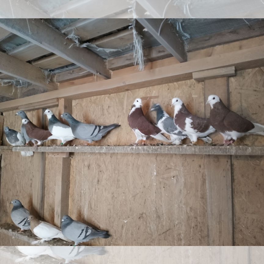 Продажа голубей Цена договорная