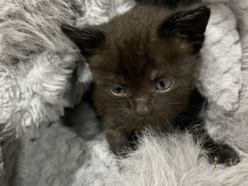 Котик