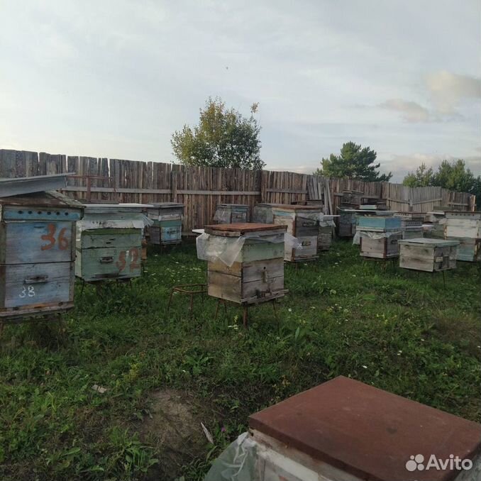 Продам пчелосемьи