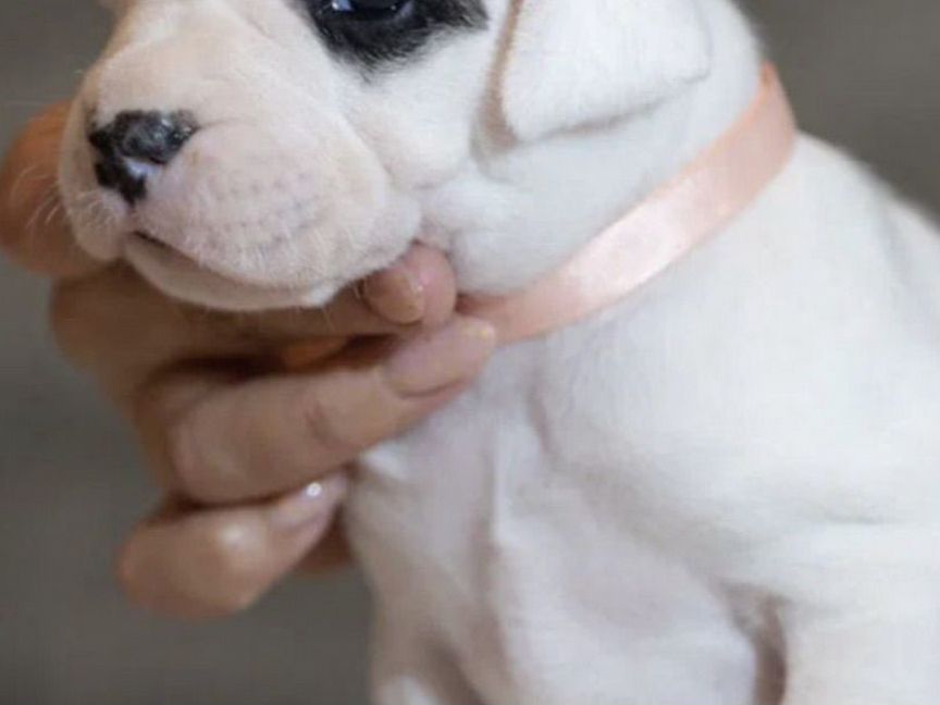 Щенки аргентинского дога