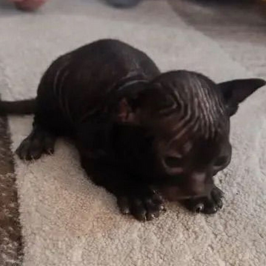 Канадский сфинкс котёнок