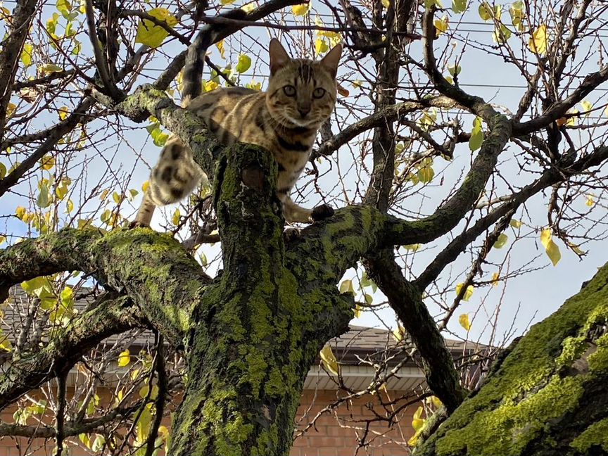 2 года Бенгальцу. В хорошие руки
