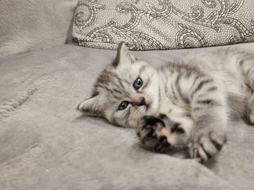 Шотландские прямоухие котята