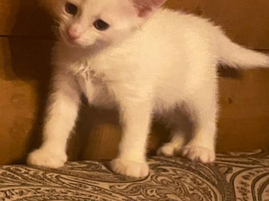 Кошка турецкая ангора