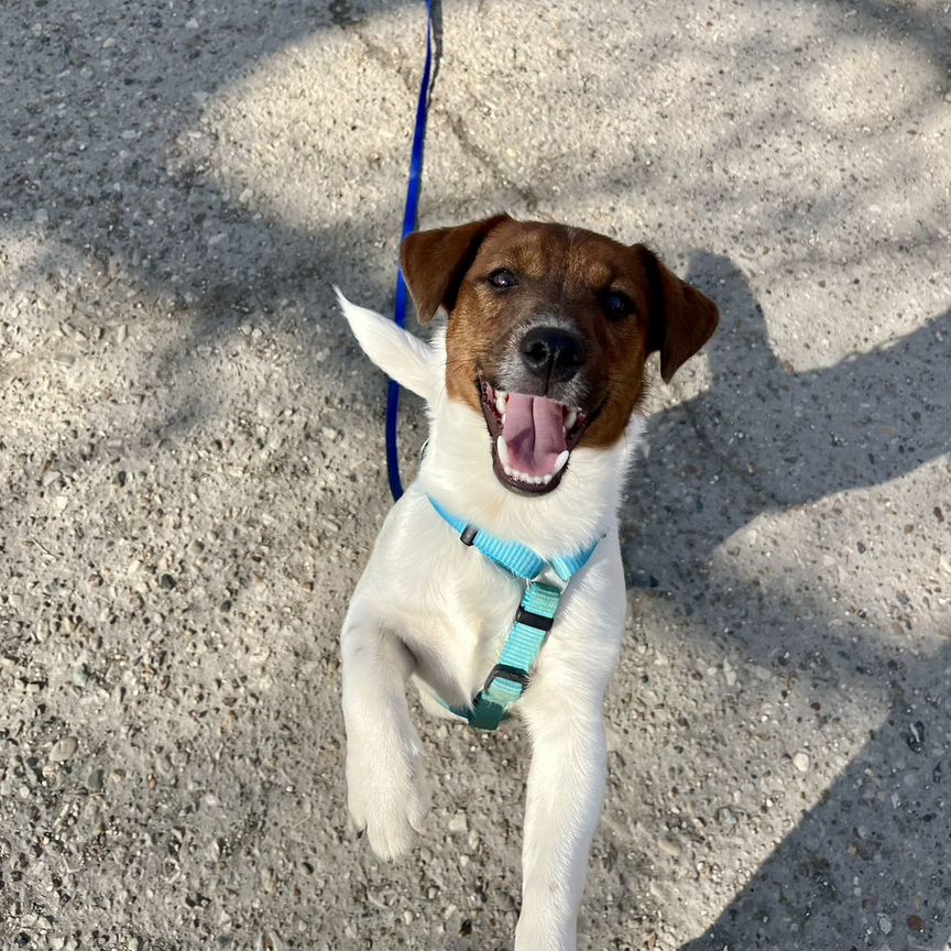 Щенок джек рассел терьера, мальчик, документы РКФ