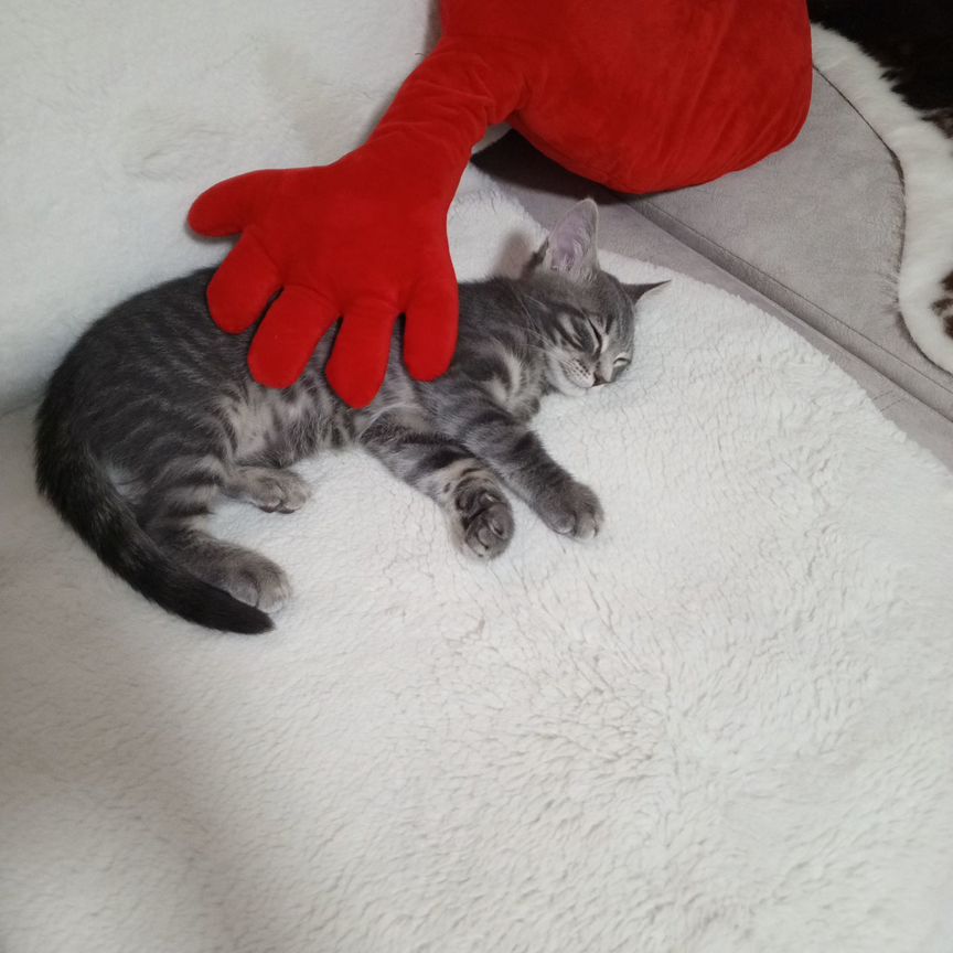 Отдам в добрые руки