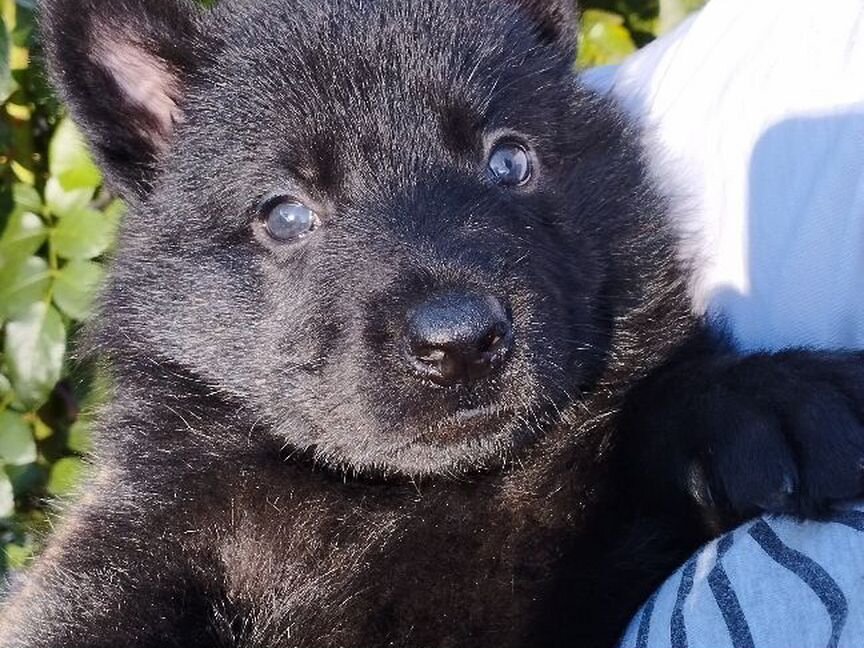 Щенки РКФ но