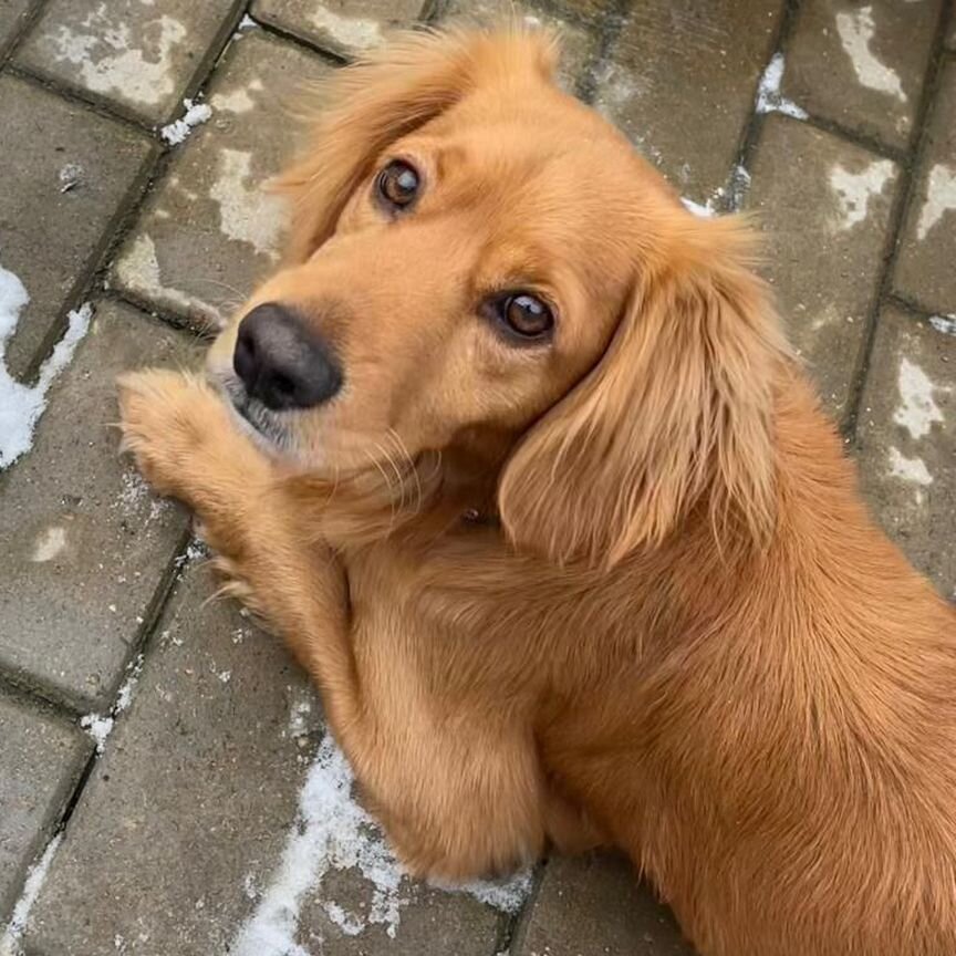 Кокер спаниель, взрослая собака