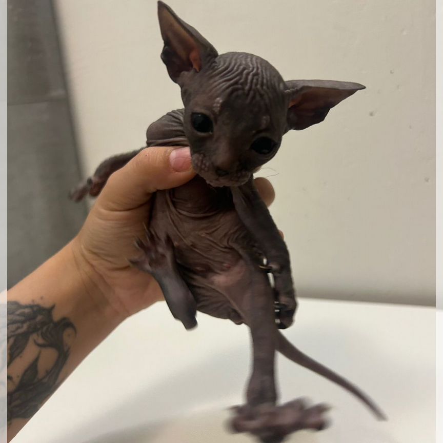Донской сфинкс котёнок