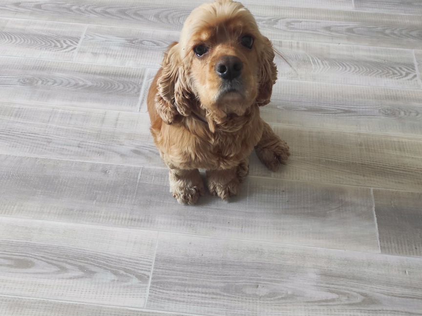 Кокер спаниель американский