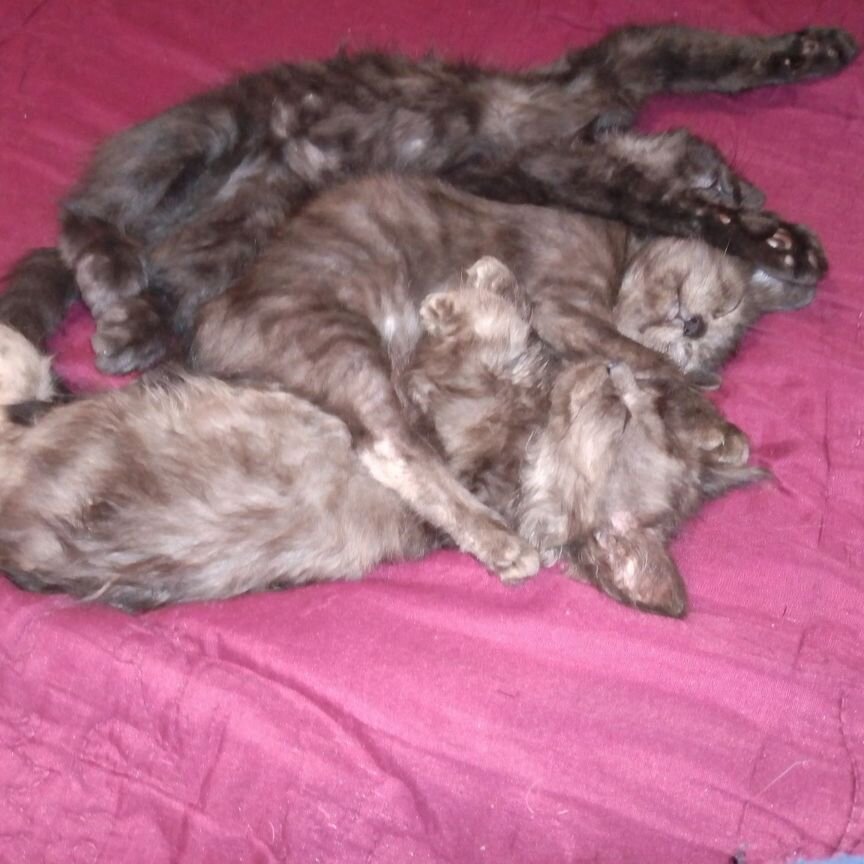 Котята в добрые руки