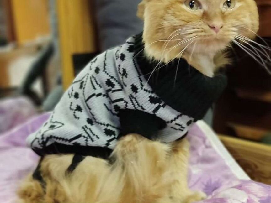 Рыжий грустный кот