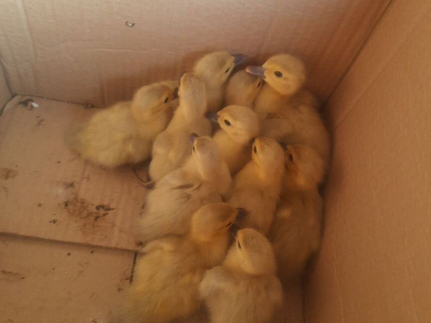 Утята мускусные Лавандовые