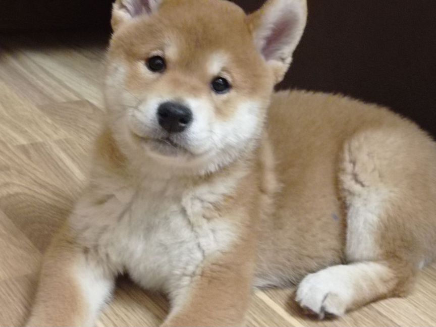 Шиба ину мальчик