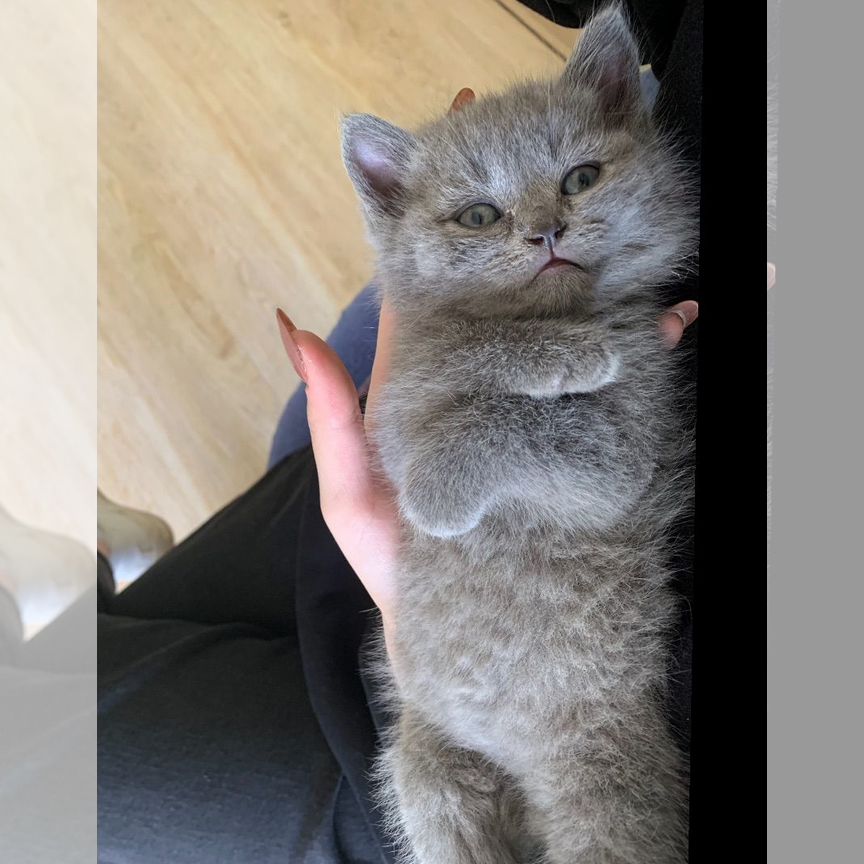 Пепельный котенок