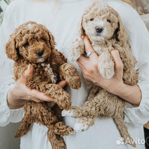 Щенки мальтипу f2