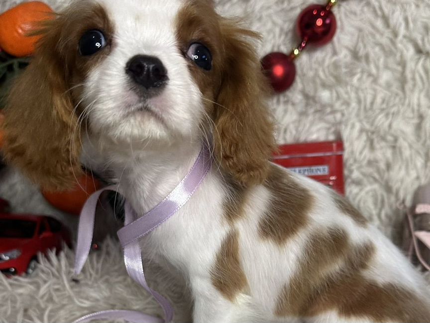 Кавалерочка мини принцесса