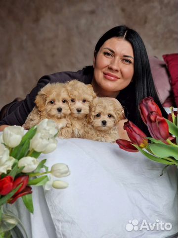 Щенки мальтипу