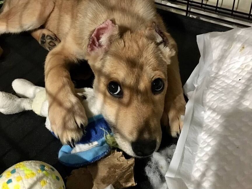 Щенок в добрые руки