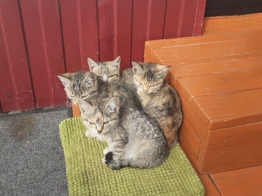 Котята в добрые руки бесплатно