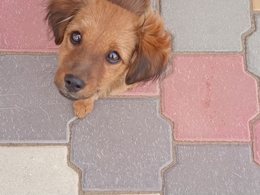 Щенок метис