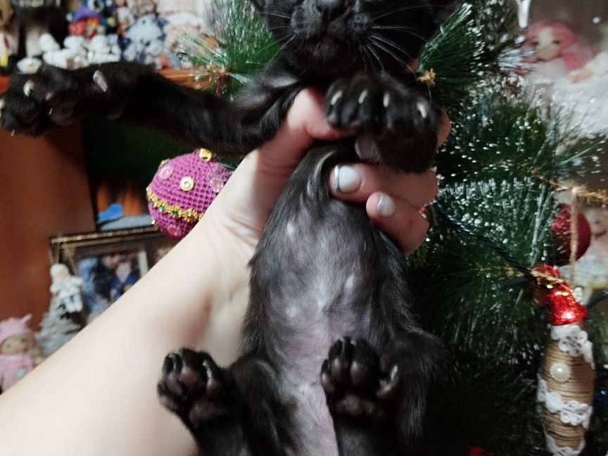 Котята ориентальные