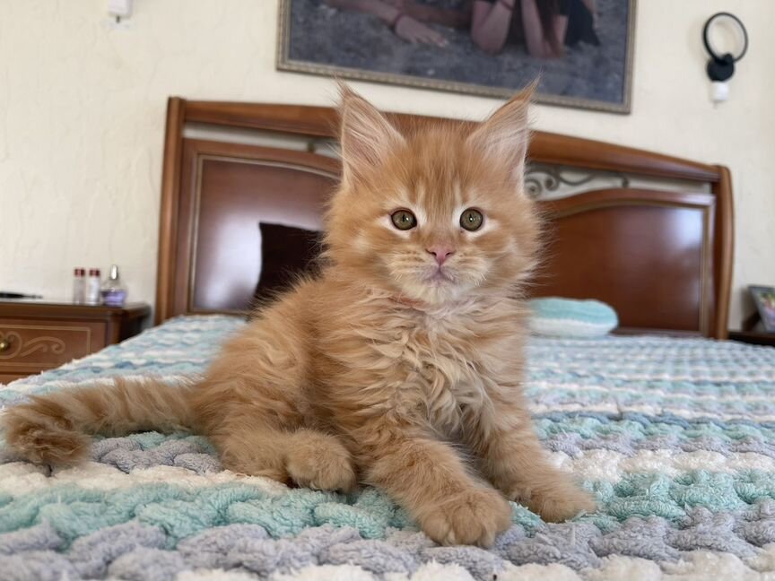 Кошечка мейн кун красная солидная