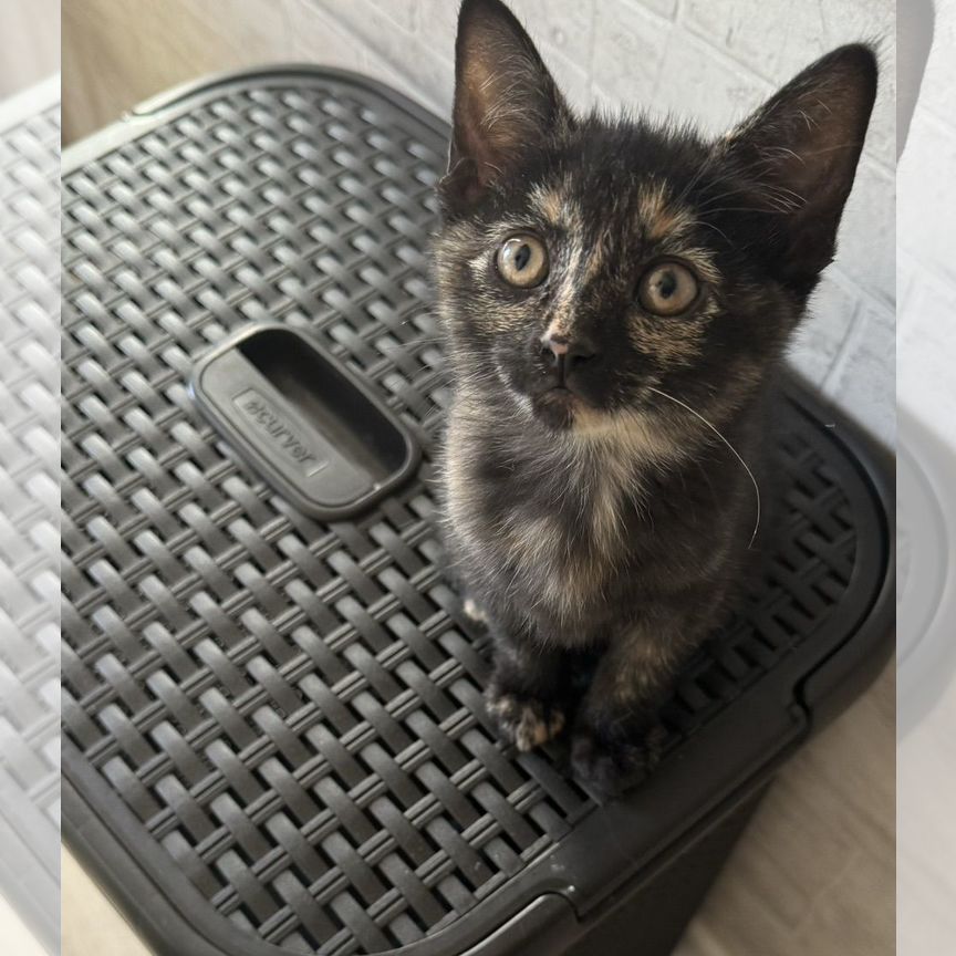 Подкинули котенка