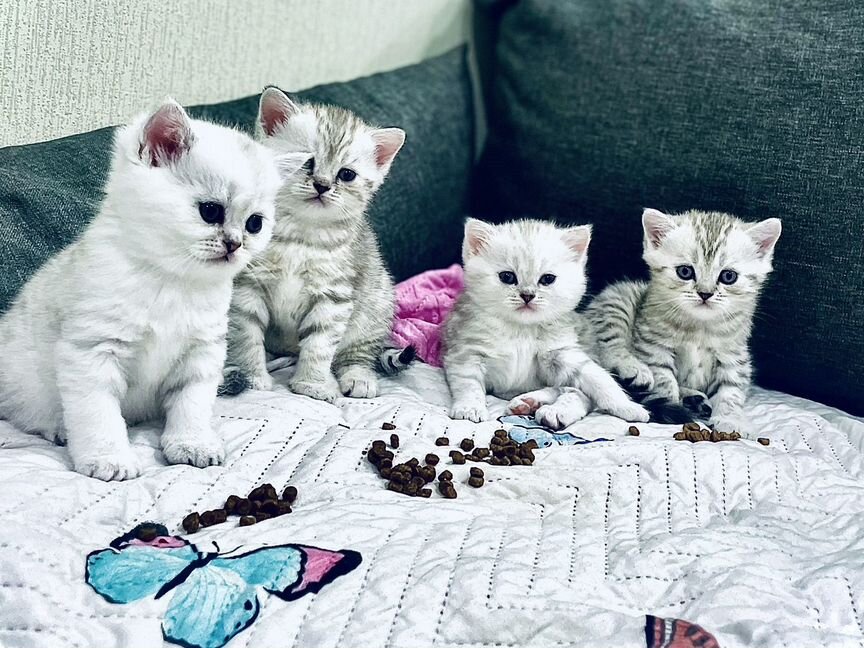 Шотландские котята