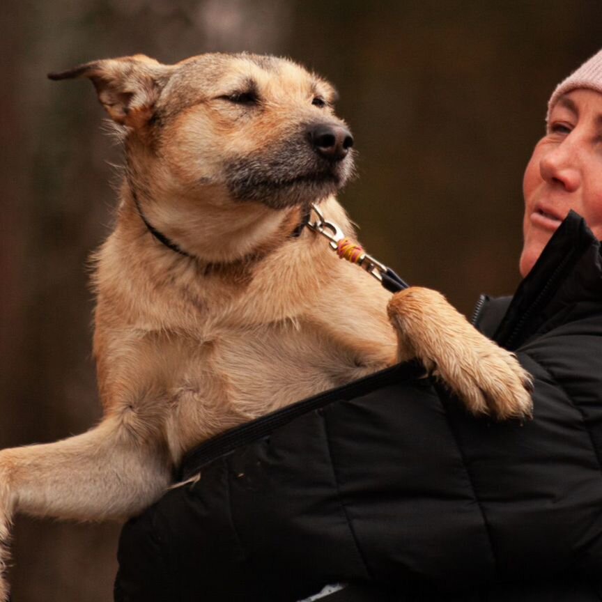 Взрослая собака в добрые руки