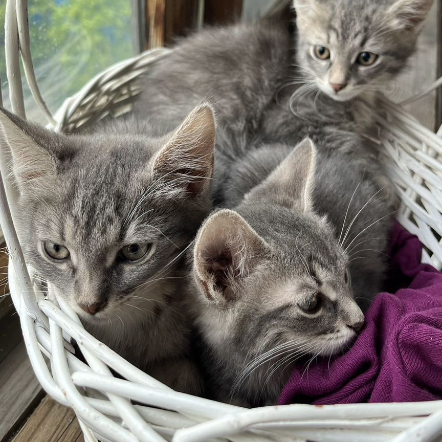 Котята 3,5 мес