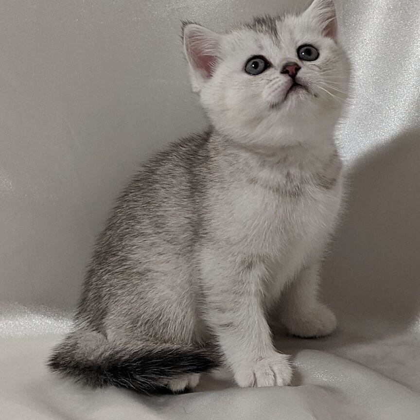 Британские котята